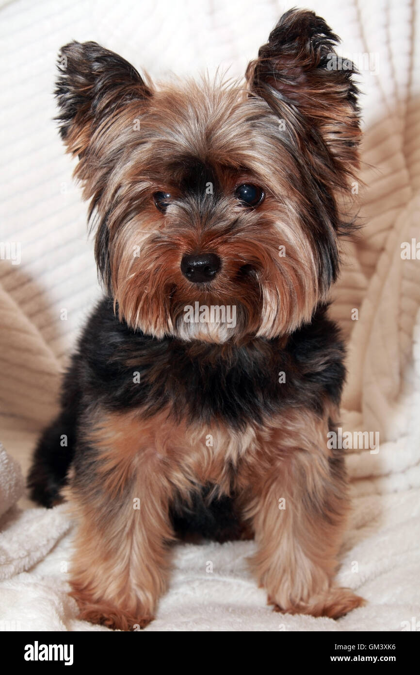 Cute Yorkie sitting on a white towel Stock Photo - Alamy
