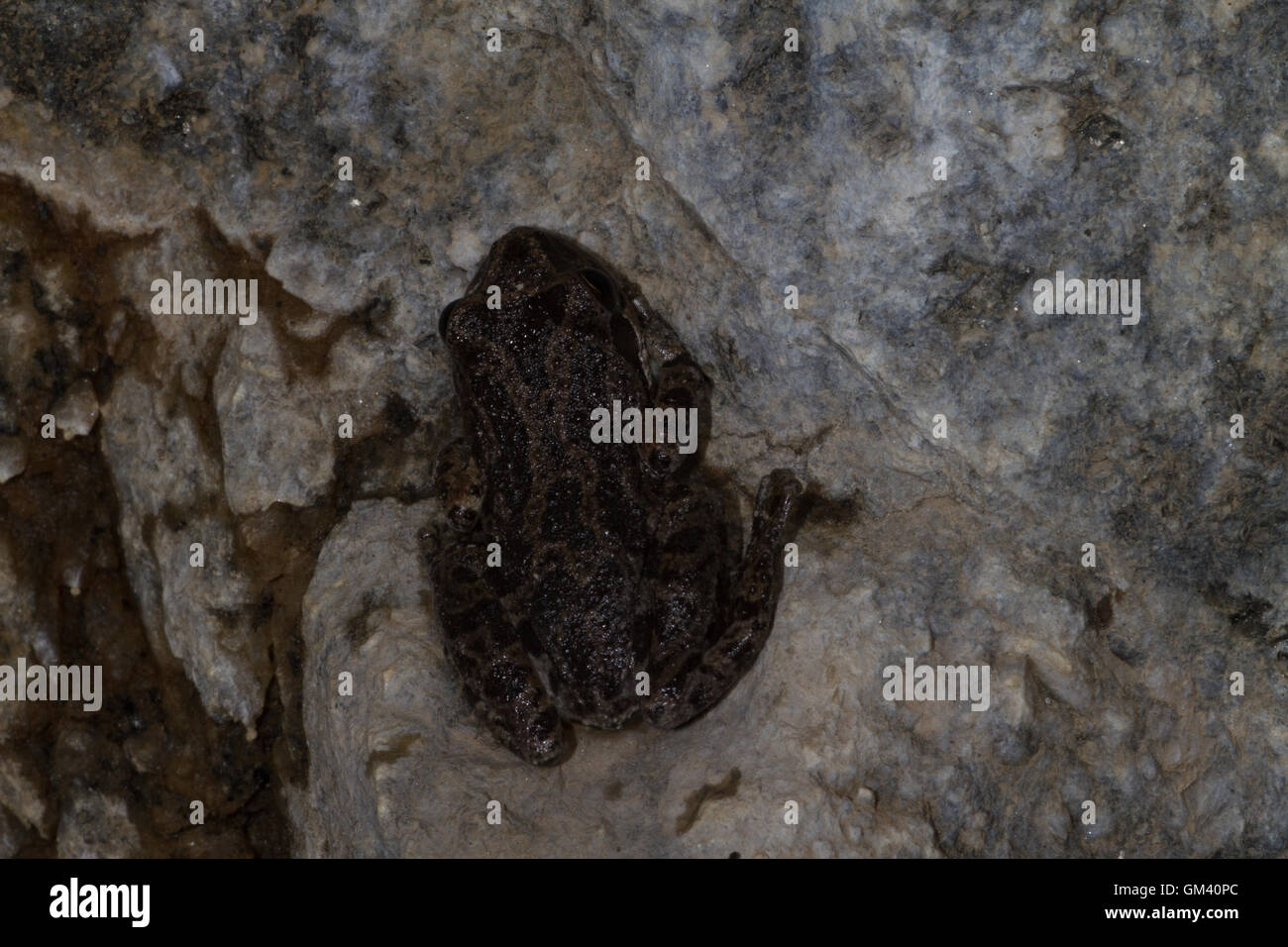 Northern Pacific Treefrog, Pacific Chorus Frog, Pacific Treefrog ...