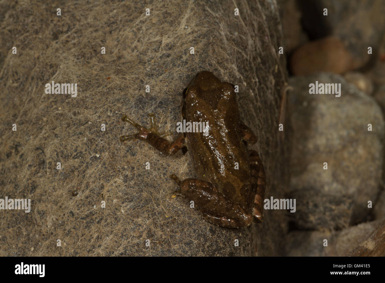 Baby Frog High Resolution Stock Photography and Images - Alamy