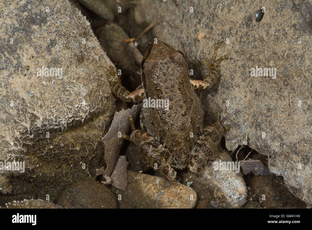 Baby frog hi-res stock photography and images - Alamy