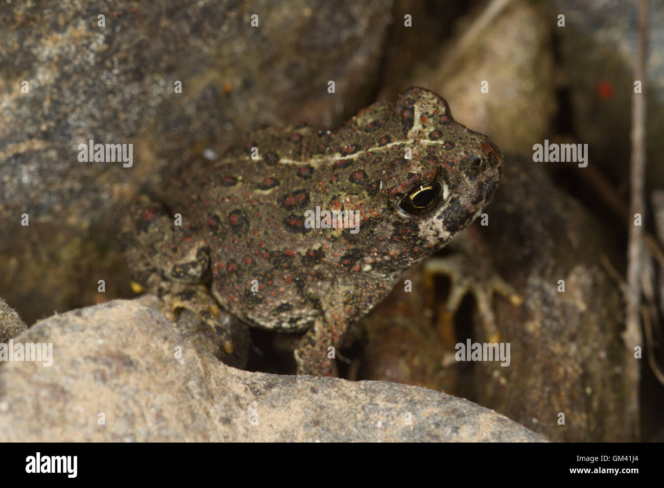 Baby toad. California. USA Stock Photo - Alamy