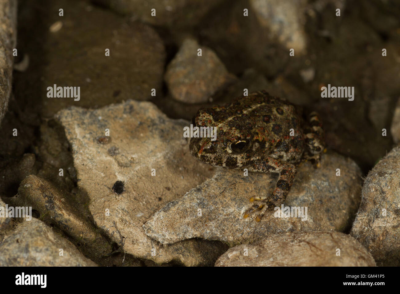 Baby toad hi-res stock photography and images - Alamy