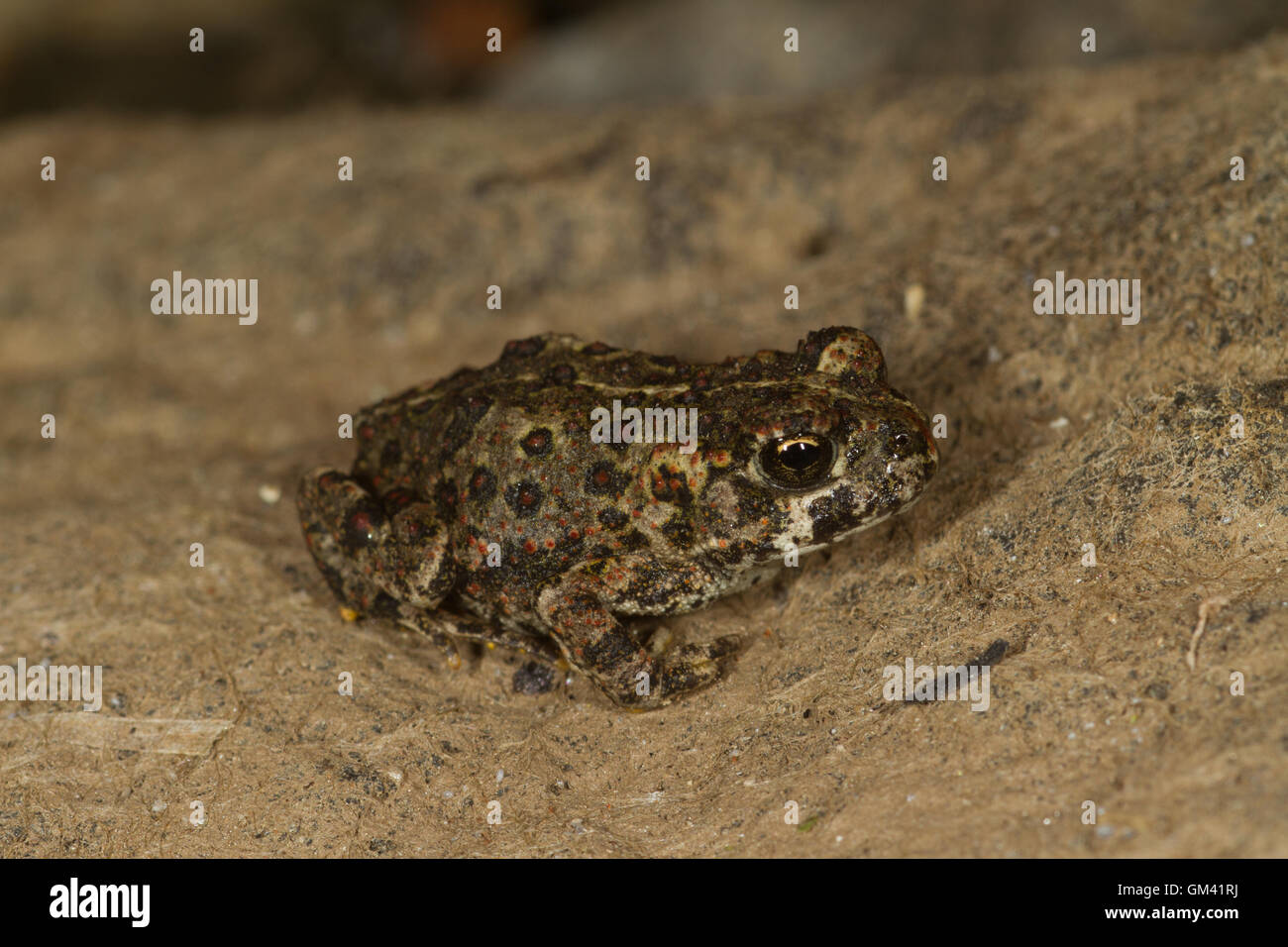 Baby toad. California. USA Stock Photo - Alamy