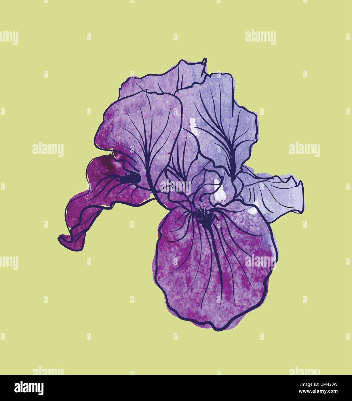 Iris botany Stock Vector Images - Alamy