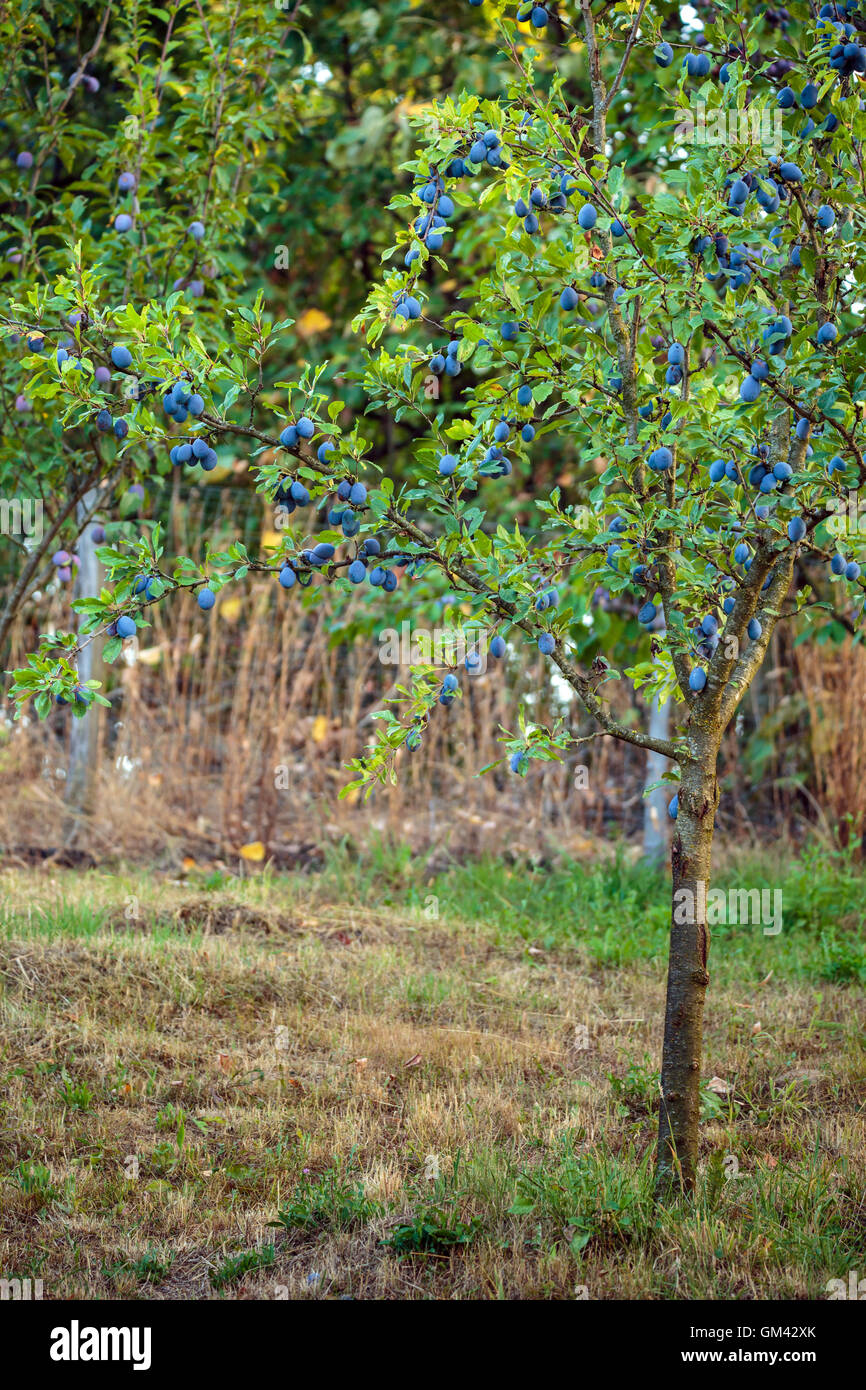 Tree full of blue plums in an orchard Stock Photo - Alamy