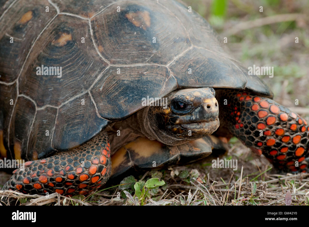 Red-legged tortoise (Chelonoidis carbonaria) in The Pantanal in Brazil ...