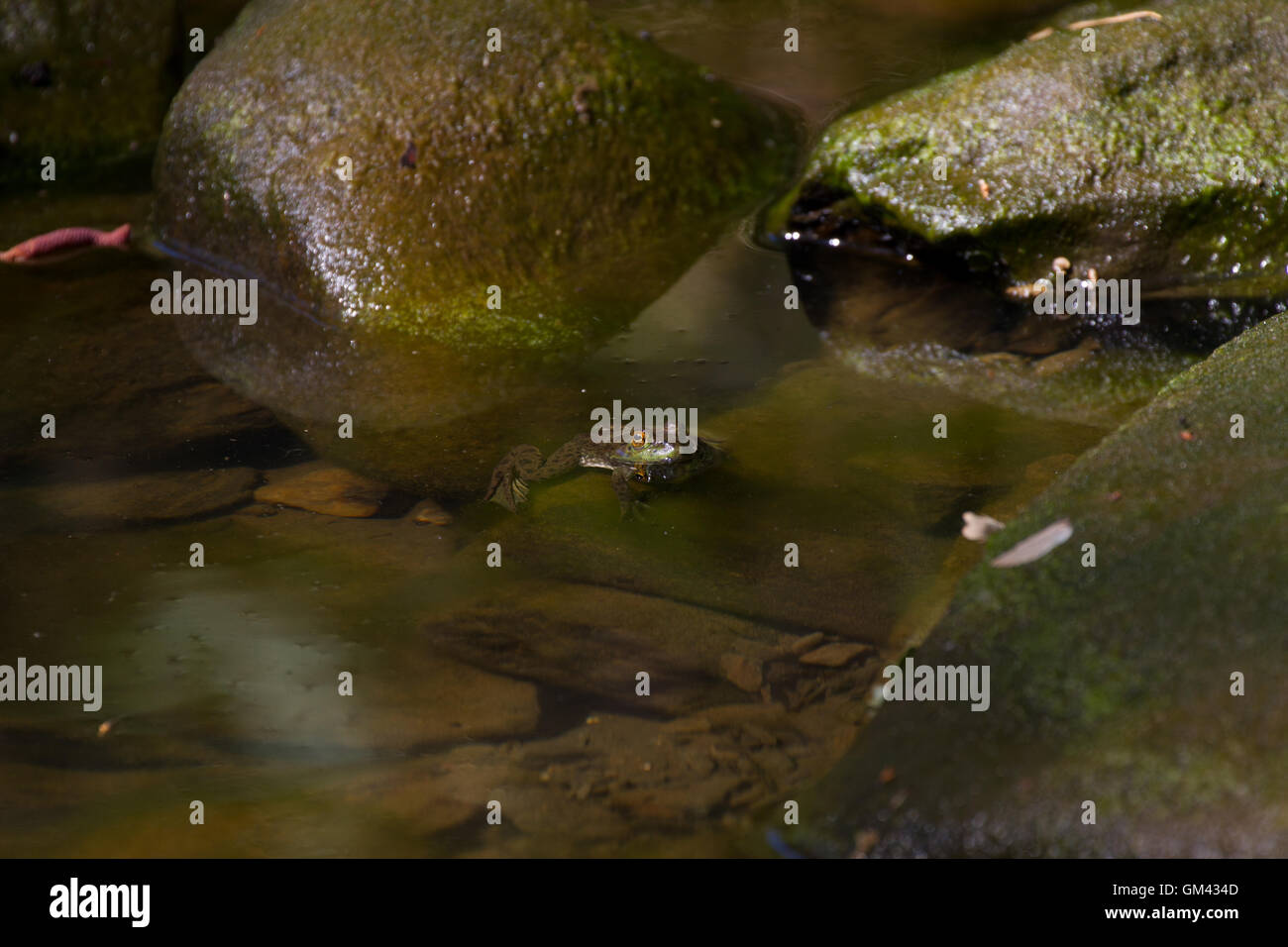 Small pool frog hi-res stock photography and images - Alamy