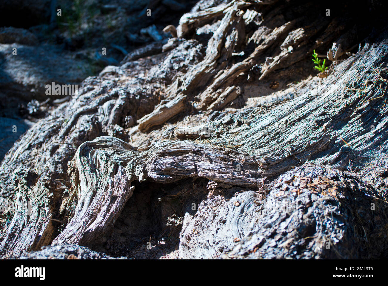 Tangled trees with blue sky hi-res stock photography and images - Alamy