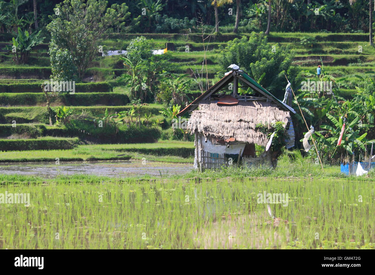 Indonesia paddy scene landscape hi-res stock photography and images - Alamy
