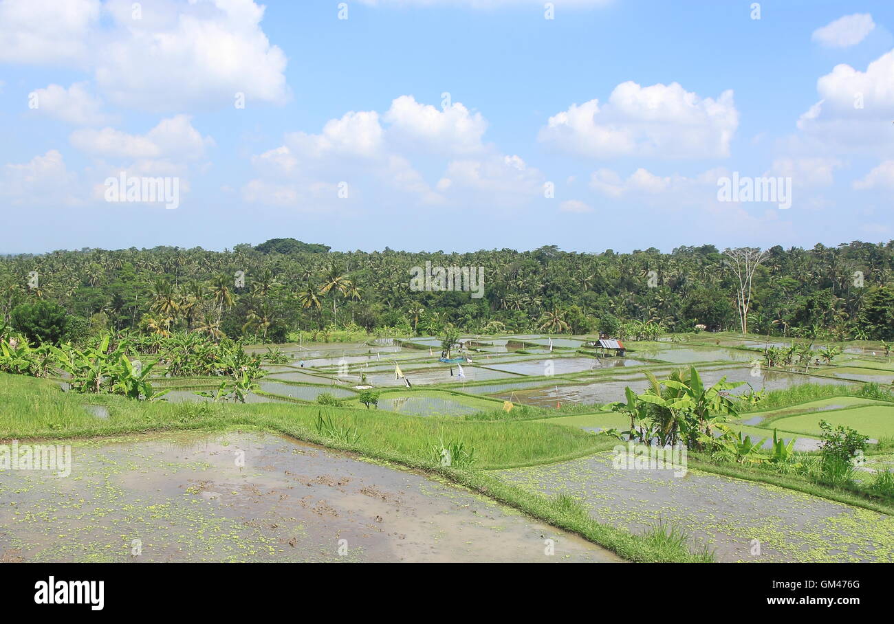 Ubud Forest Bali Rice Field High Resolution Stock Photography and ...