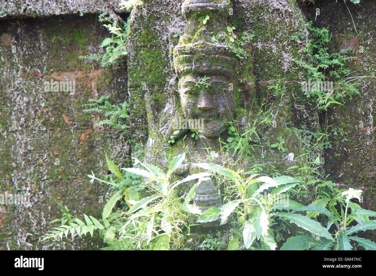Grass of god hi-res stock photography and images - Alamy
