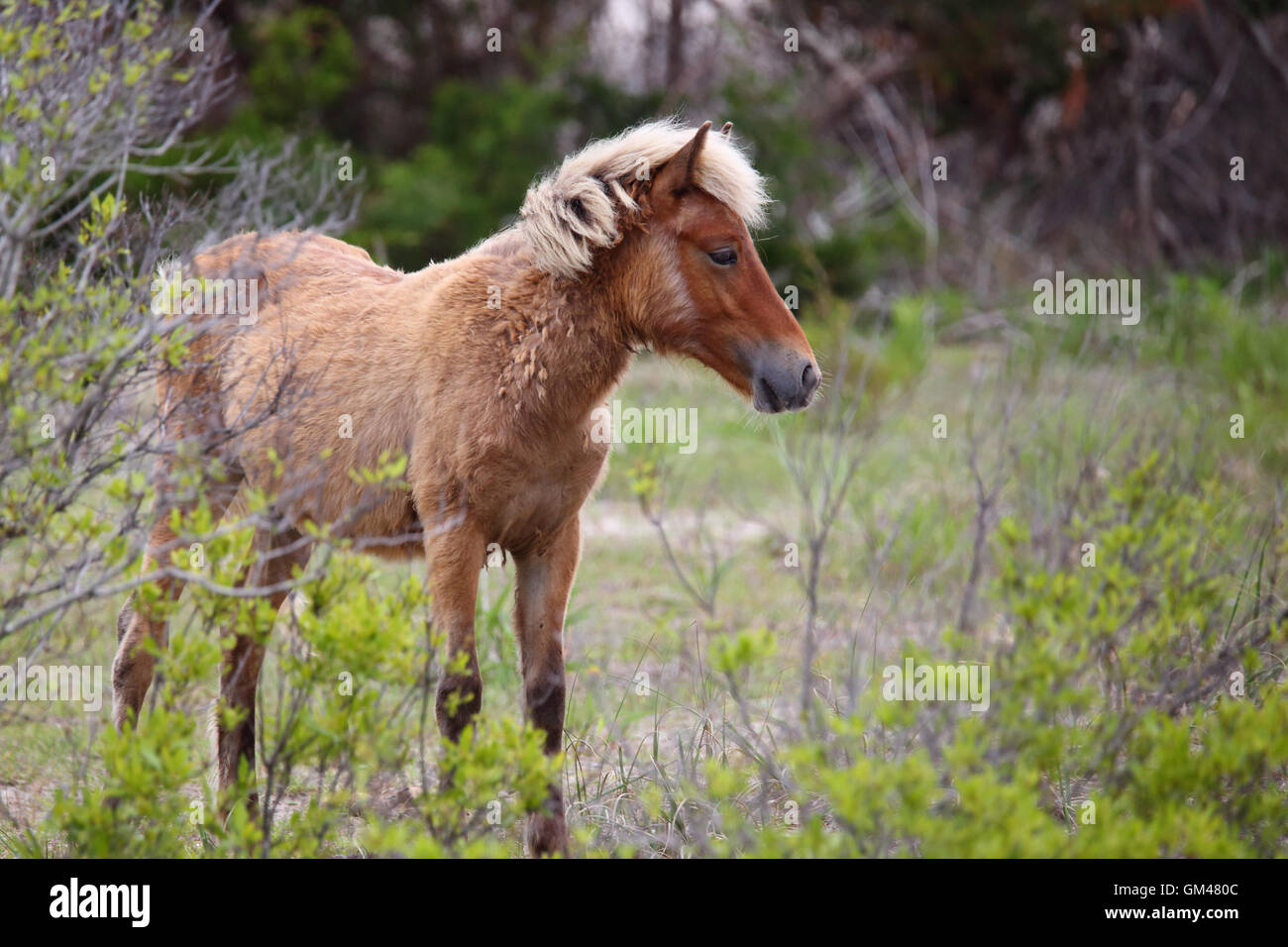 Wild Spanish mustangs of Shackleford Banks North Carolina Stock Photo ...