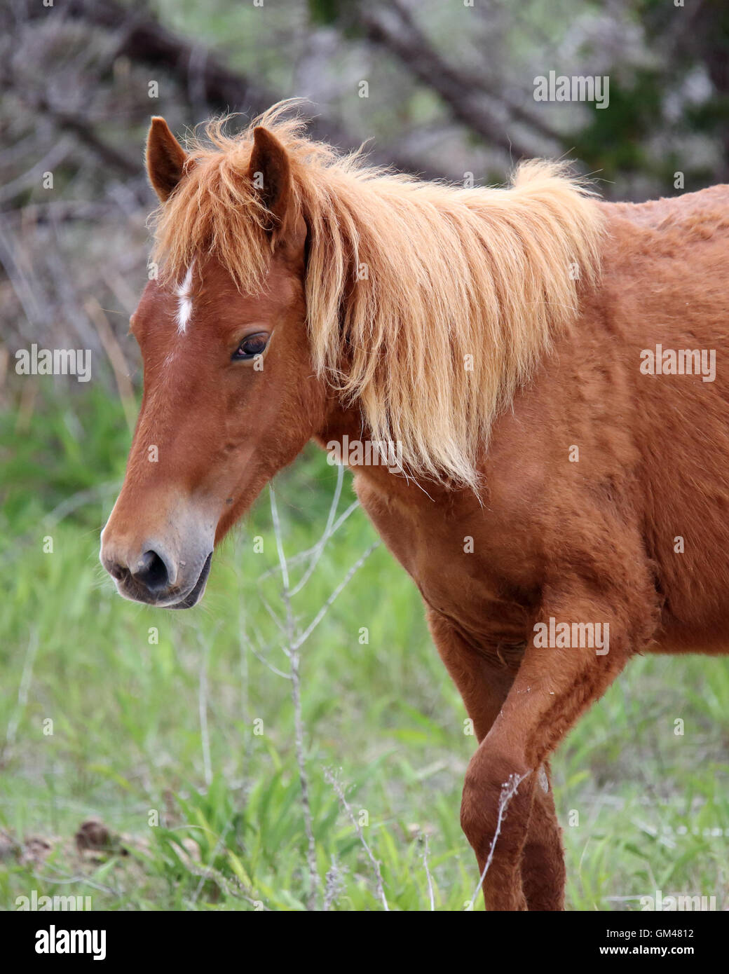 Wild Spanish mustangs of Shackleford Banks North Carolina Stock Photo ...