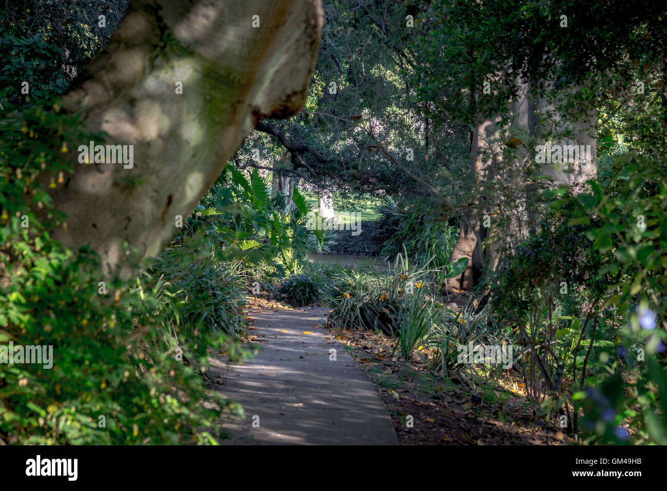 Path into jungle hi-res stock photography and images - Alamy