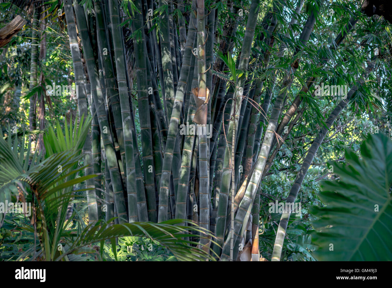 Bamboo palm hi-res stock photography and images - Alamy