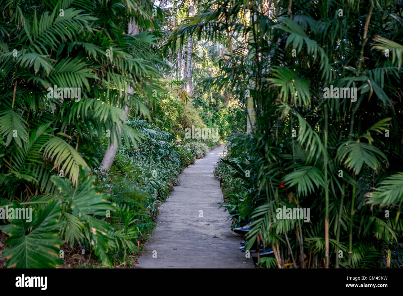 Jungle path sky hi-res stock photography and images - Alamy