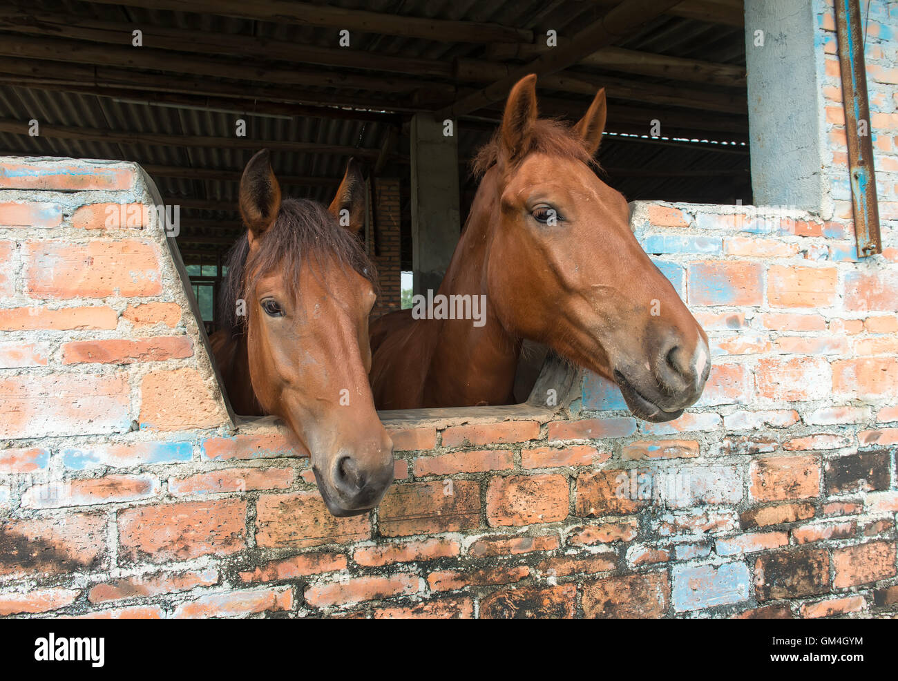 Horse in stable Stock Photo - Alamy