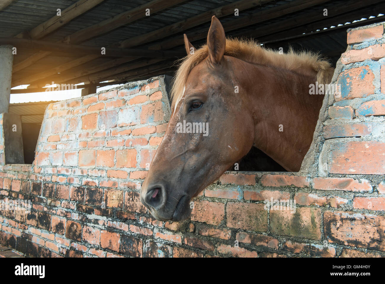 Horse in stable Stock Photo - Alamy