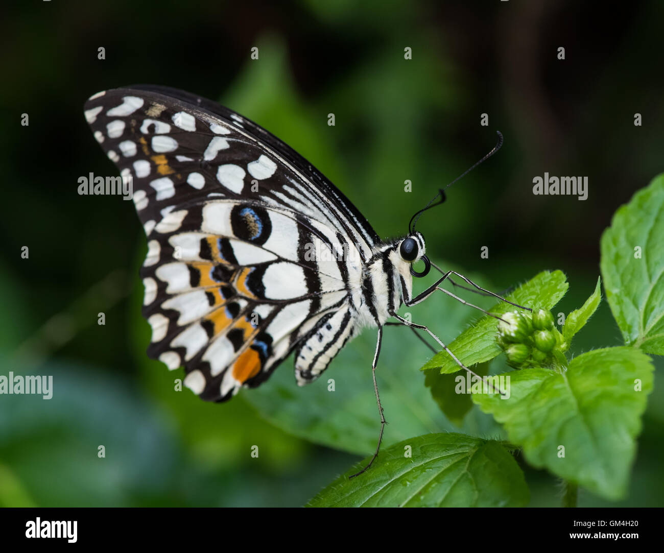Single ornage flower hi-res stock photography and images - Alamy