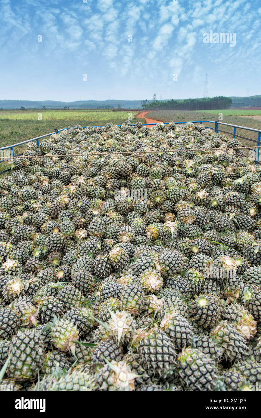Cargo pineapple hi-res stock photography and images - Alamy