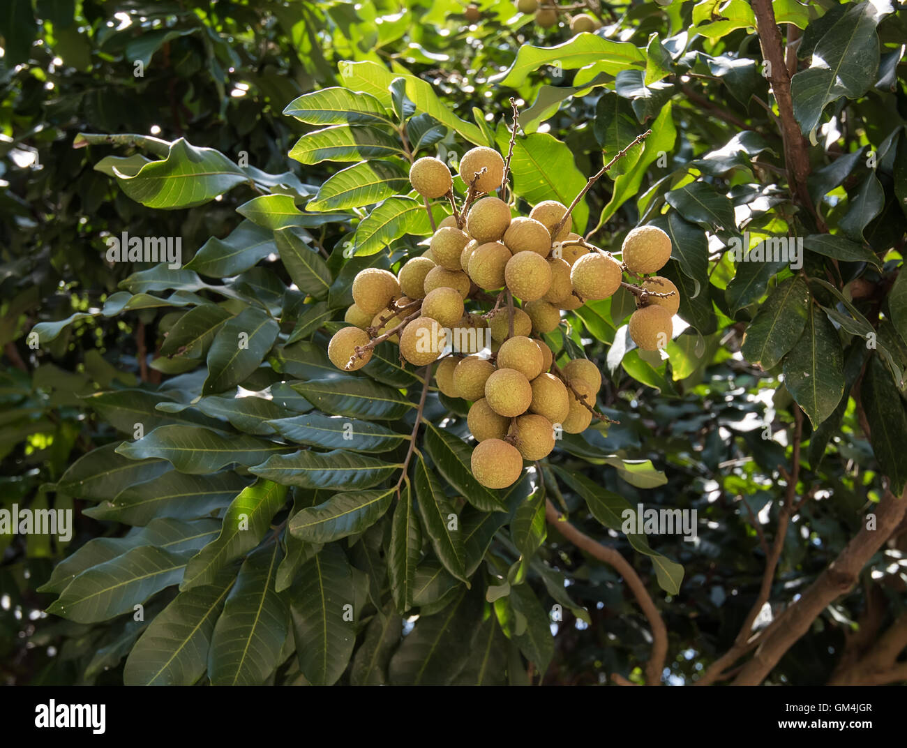 Longan on the green tree Stock Photo - Alamy