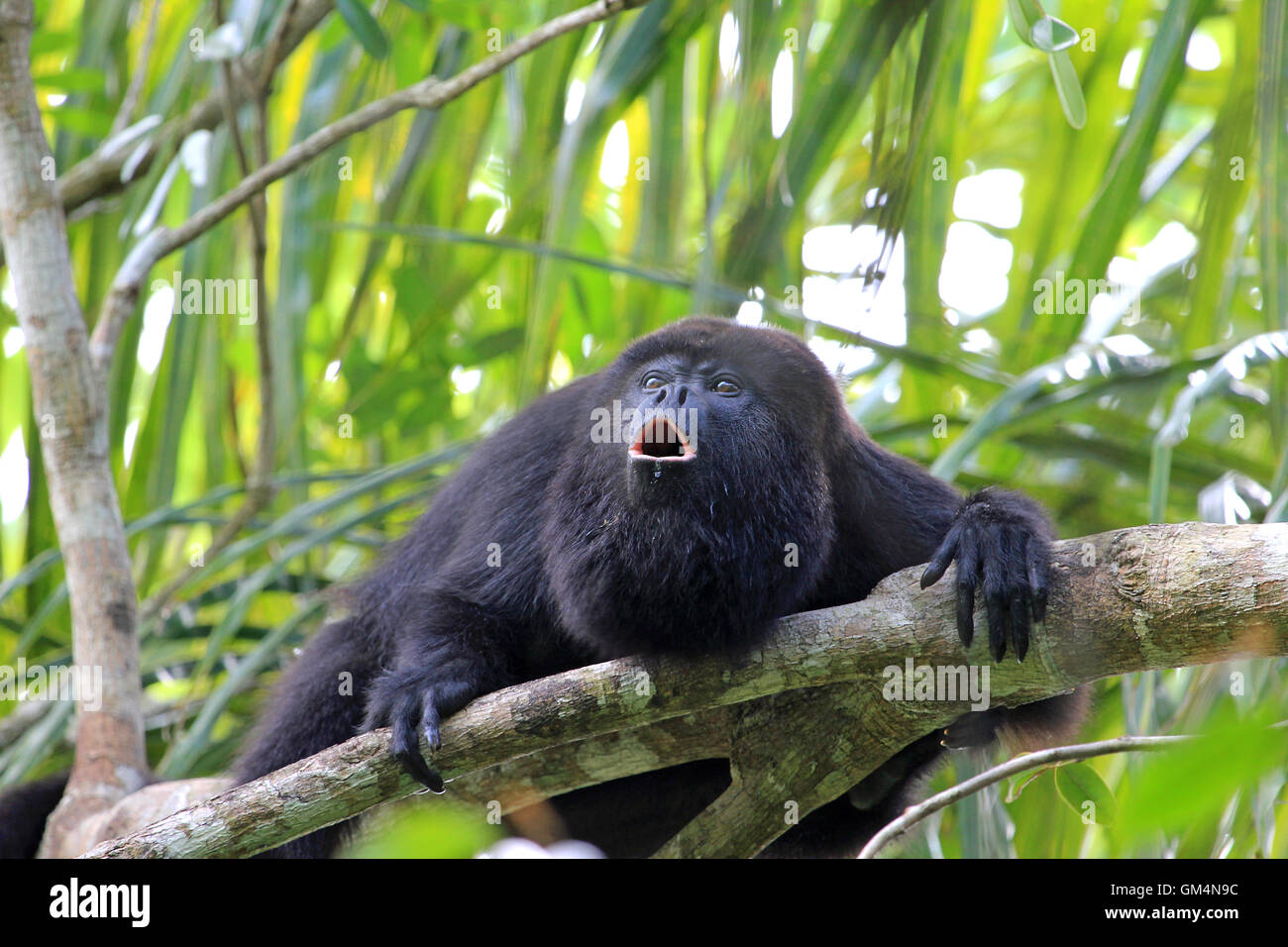 Black Howler Monkey Alouatta Pigra High Resolution Stock Photography ...