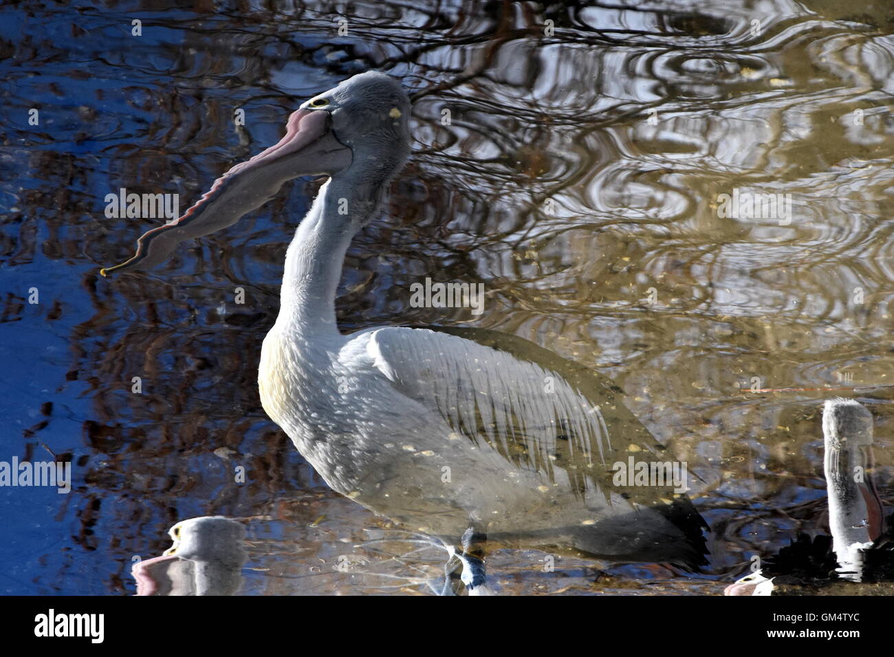 Pelican pens hi-res stock photography and images - Alamy