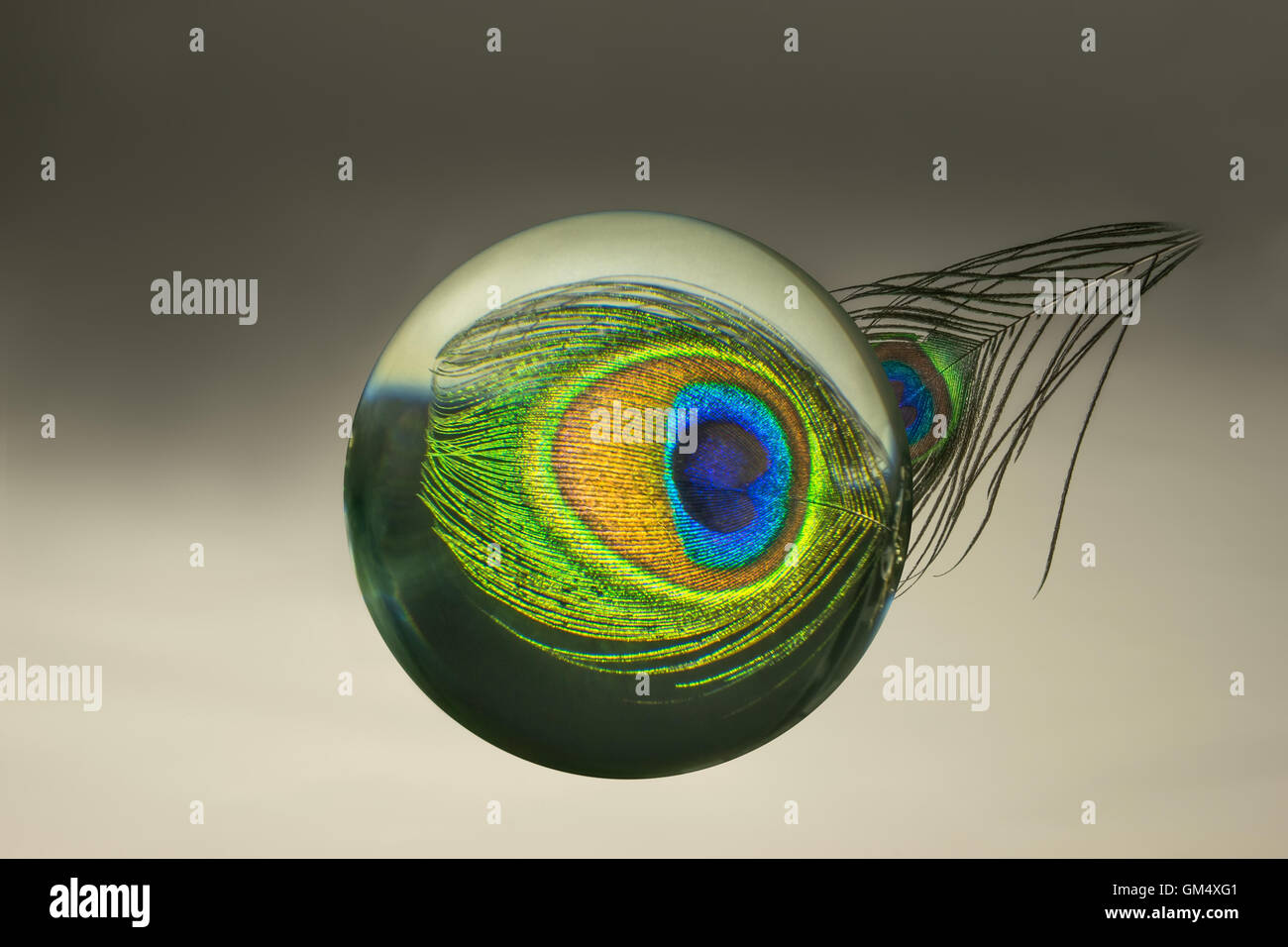 refraction of a peacock feather in a big glass sphere Stock Photo - Alamy