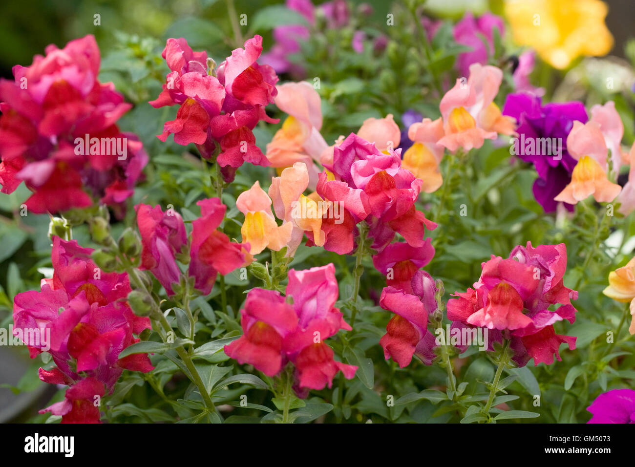 Antirrhinum majus. Snapdragons growing in the border Stock Photo - Alamy
