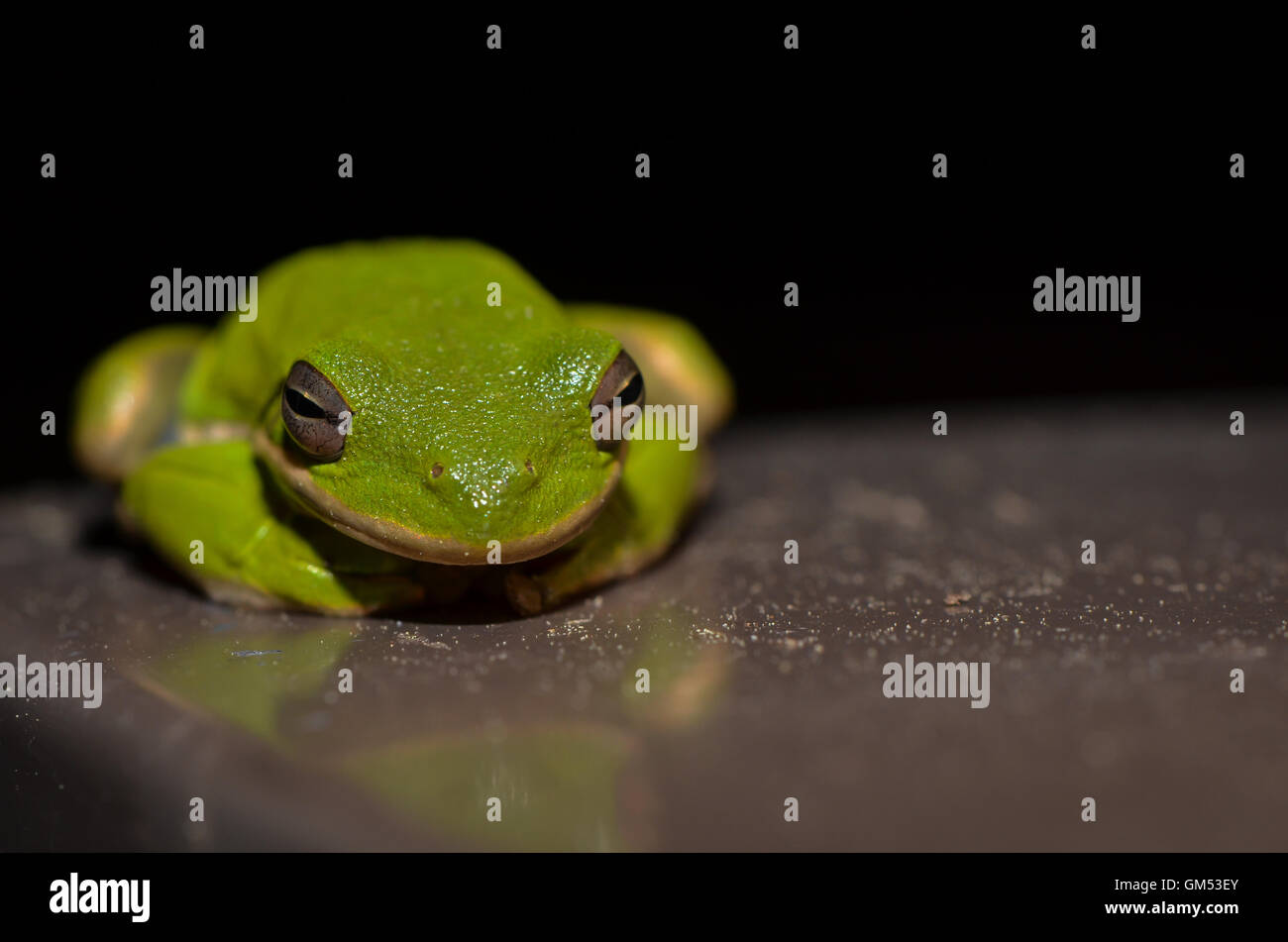 Micro frog hi-res stock photography and images - Alamy