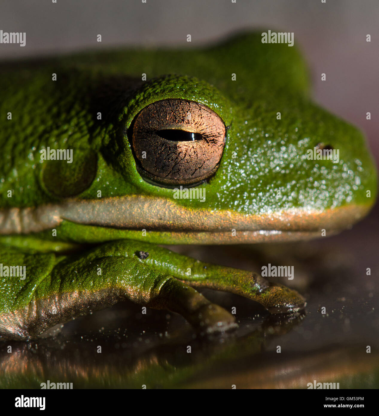 Frog up Close Stock Photo - Alamy