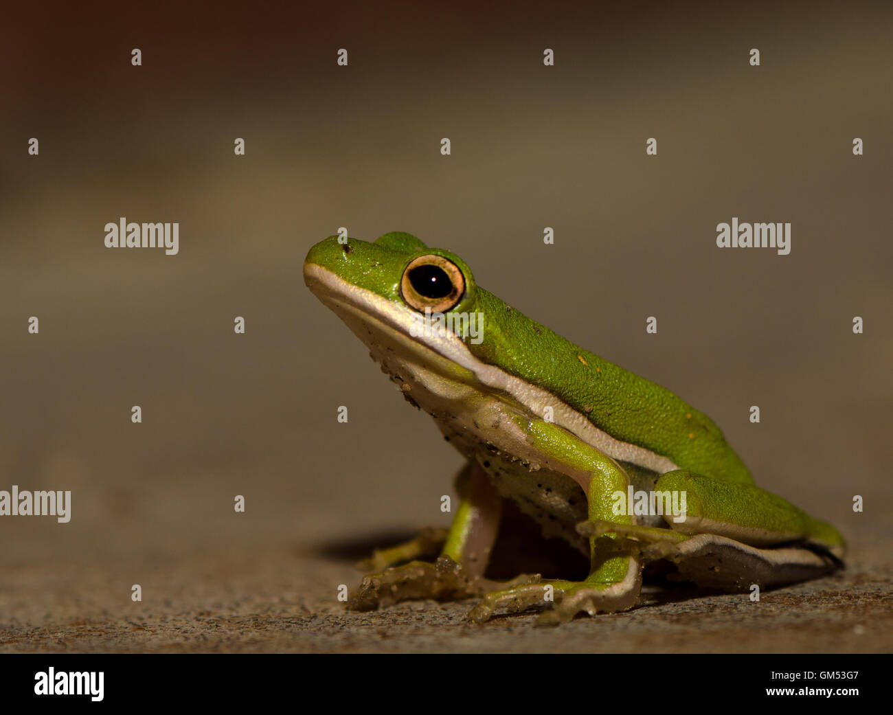 Frog wide eyes Stock Photo - Alamy