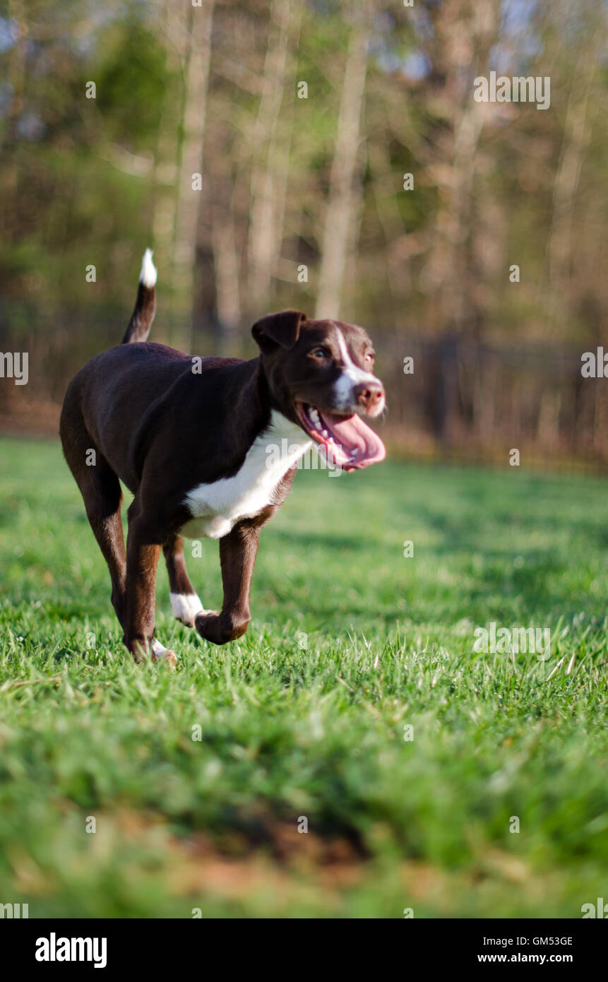 Running Dog free Stock Photo - Alamy