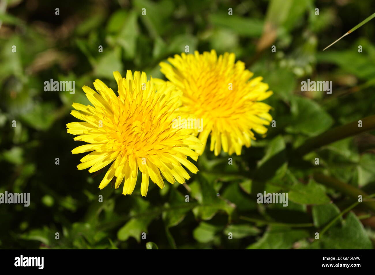 Dandelions in the sunshine Stock Photo - Alamy