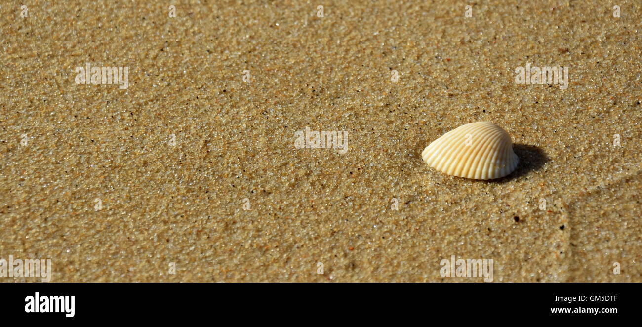 Sea shell with sand as background Stock Photo - Alamy