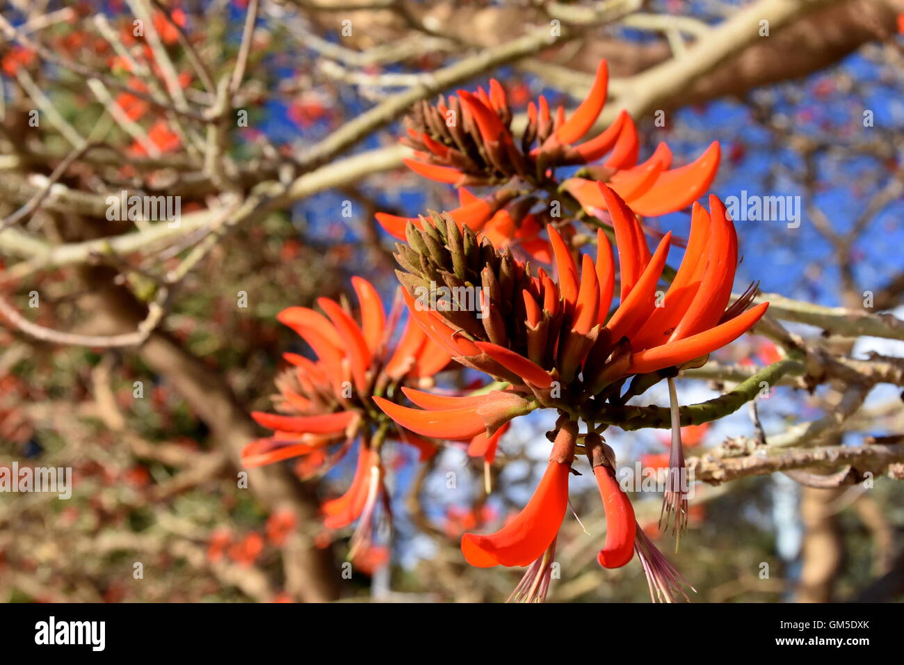 Beautiful coral trees blooming in winter time on the beach (Sydney ...