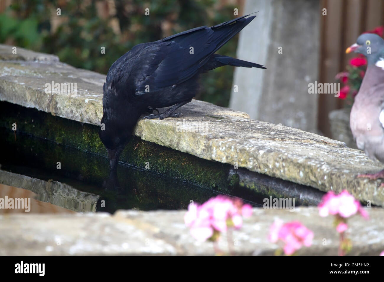 Carrion Crow. Carvus corone (Corvidae) drinking from a fish pond Stock ...