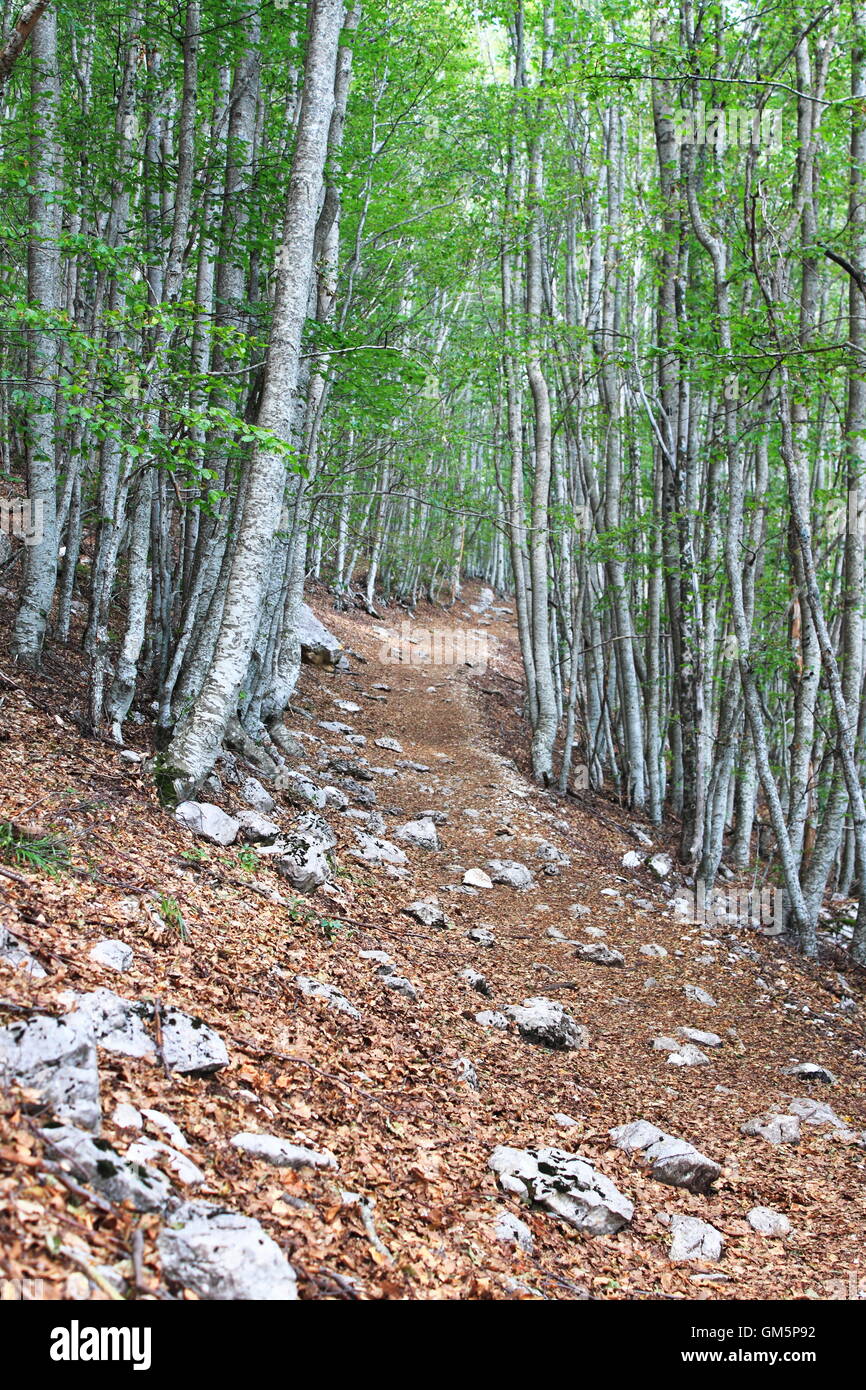 Thick trail hi-res stock photography and images - Alamy