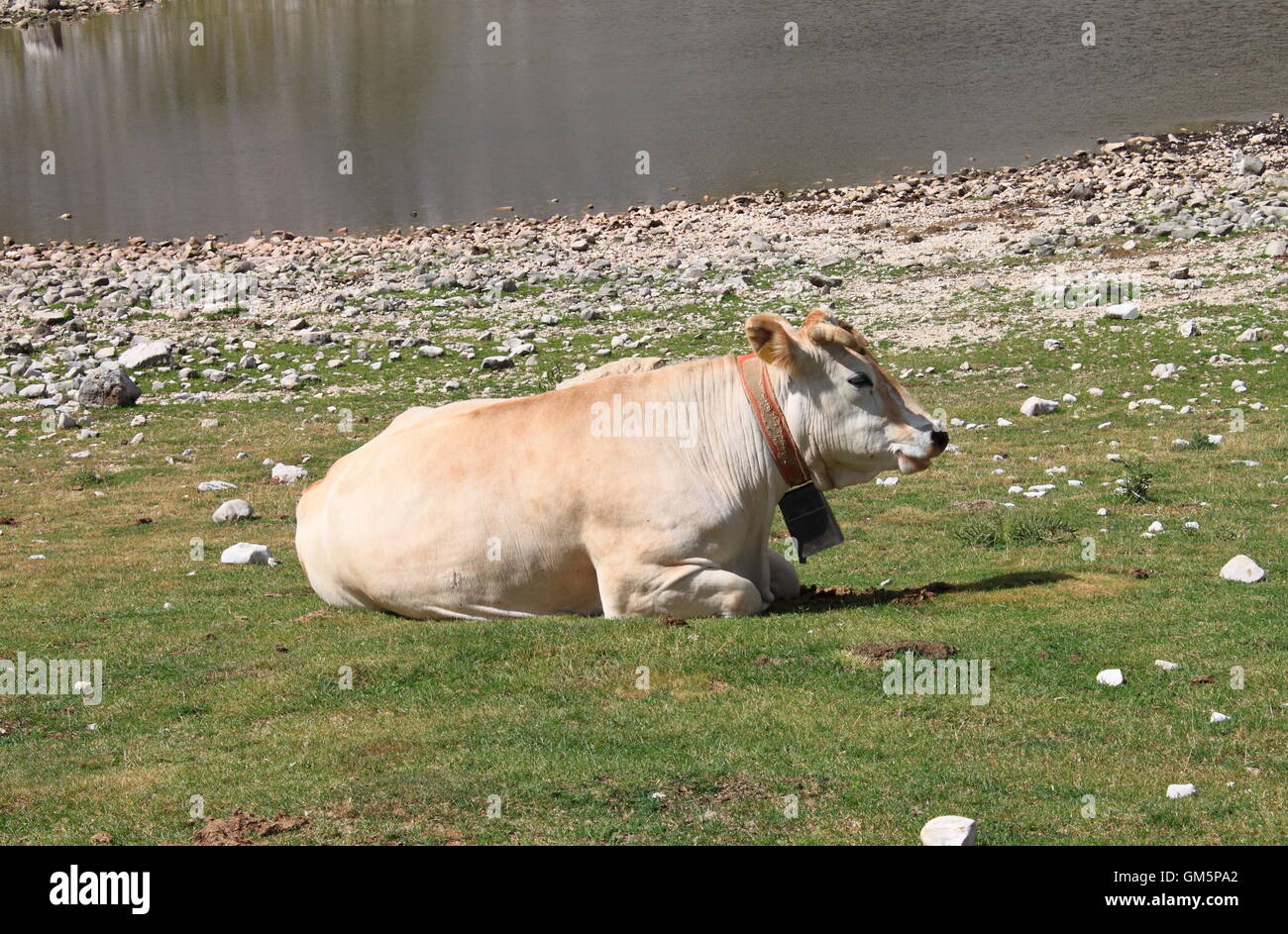Meadow cow calf hi-res stock photography and images - Alamy