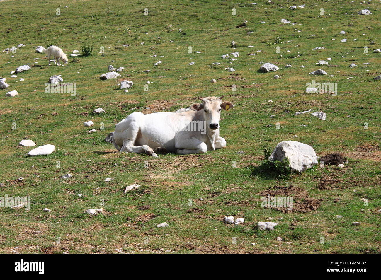 Cow resting on a meadow Stock Photo - Alamy