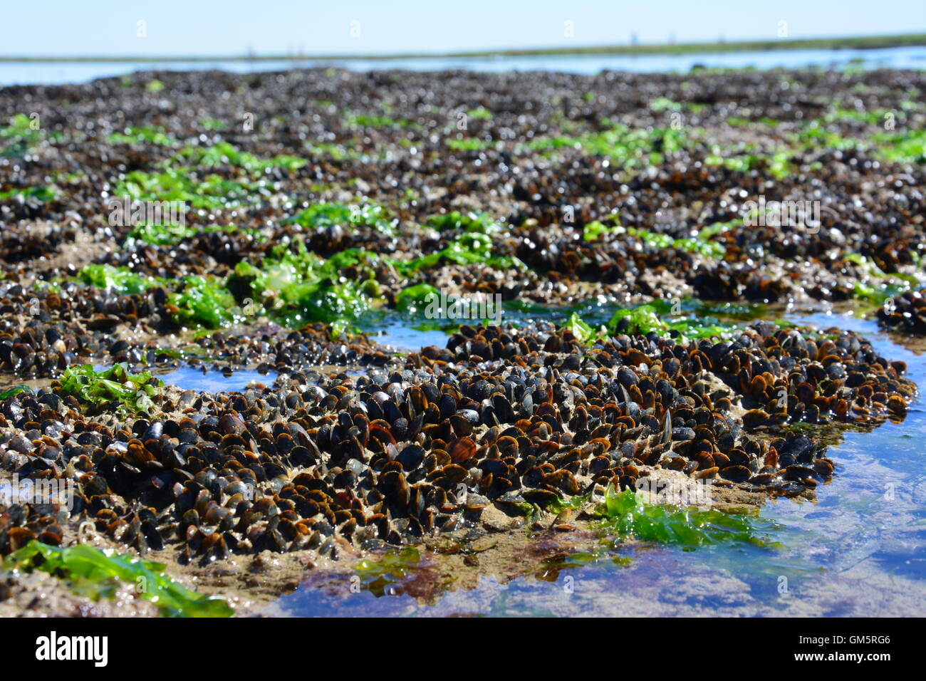 Mussel shells hi-res stock photography and images - Alamy