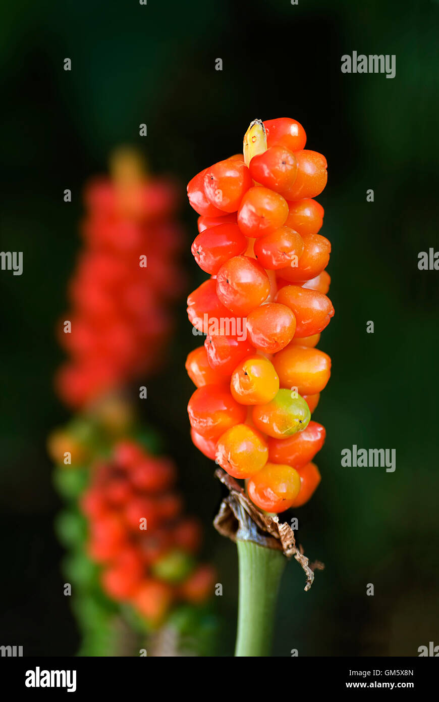 Ripening seeds of Arum purpureospathum in Evening Sunshine Stock Photo ...