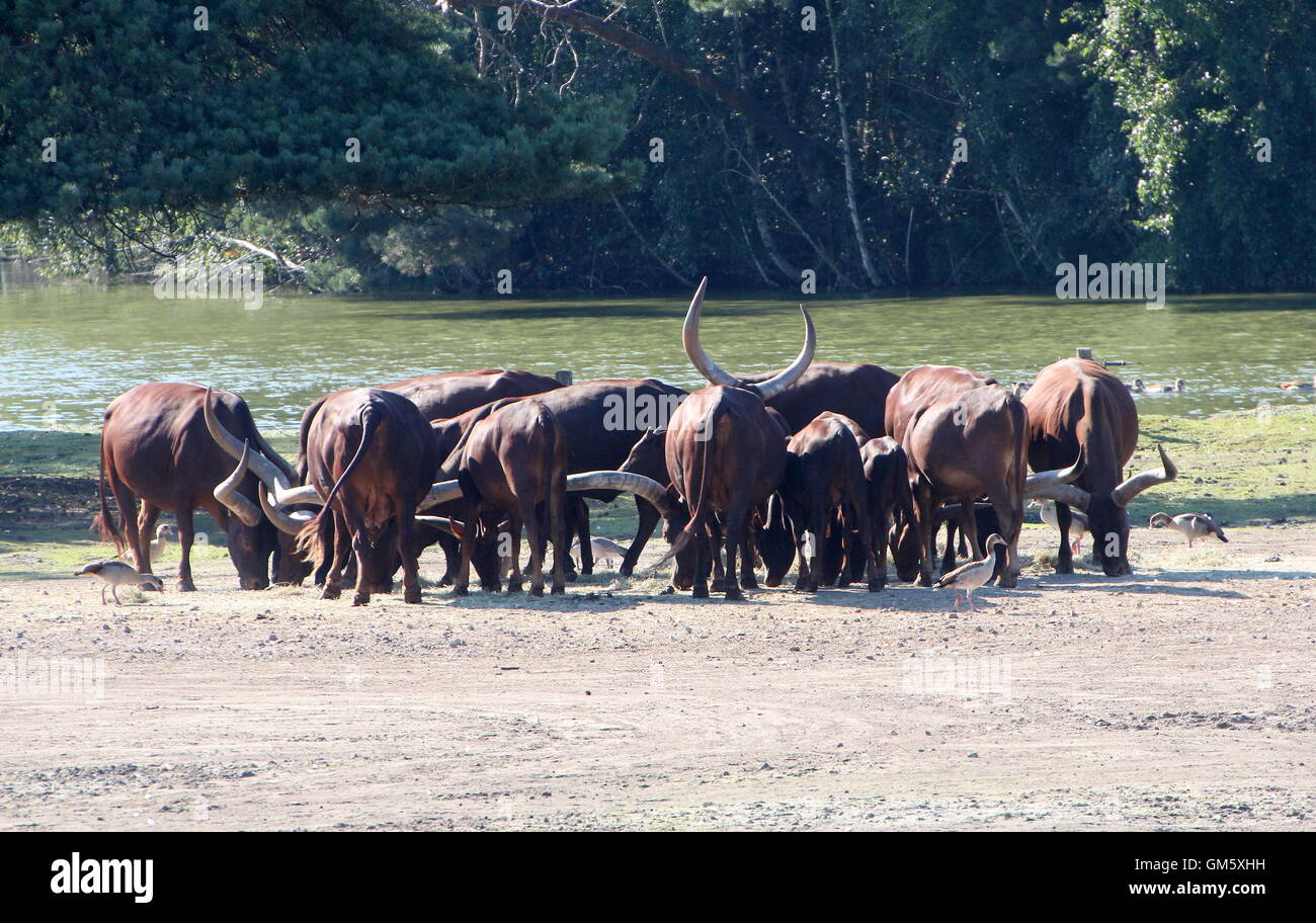 Bos Taurus Africanus High Resolution Stock Photography and Images - Alamy