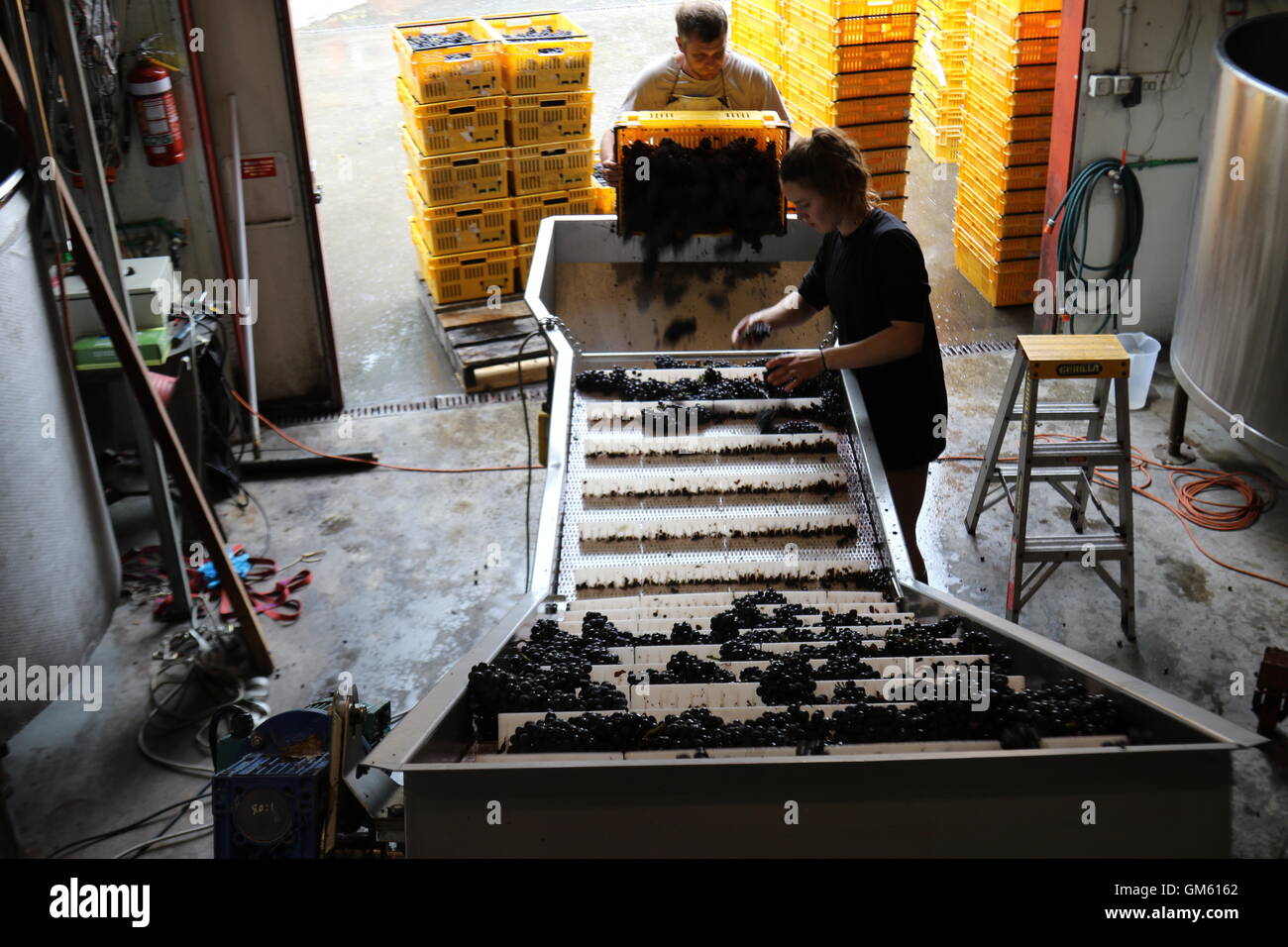 Grape sorting table at the winery of Neudorf Vineyards, Nelson, New ...