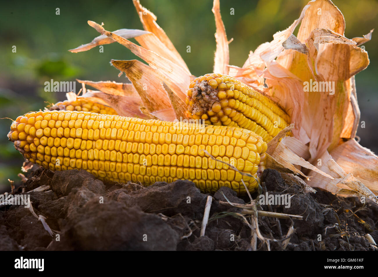 Close up corn on the cob in the field Stock Photo - Alamy