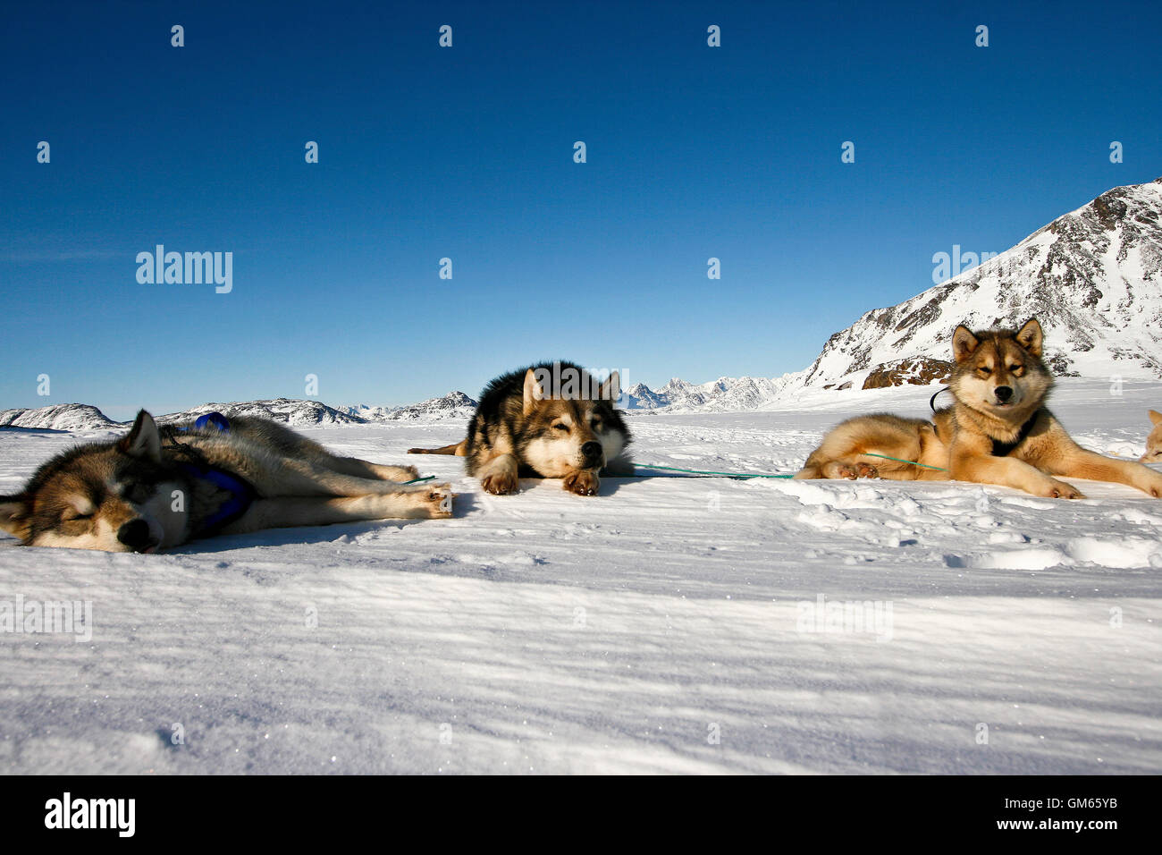 Sled dogs. Kulusuk. Greenland Stock Photo - Alamy