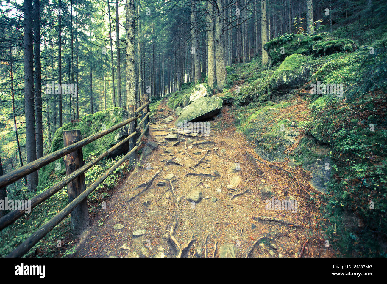 inside a typical forest of the Italian Alps a path brings you long the ...