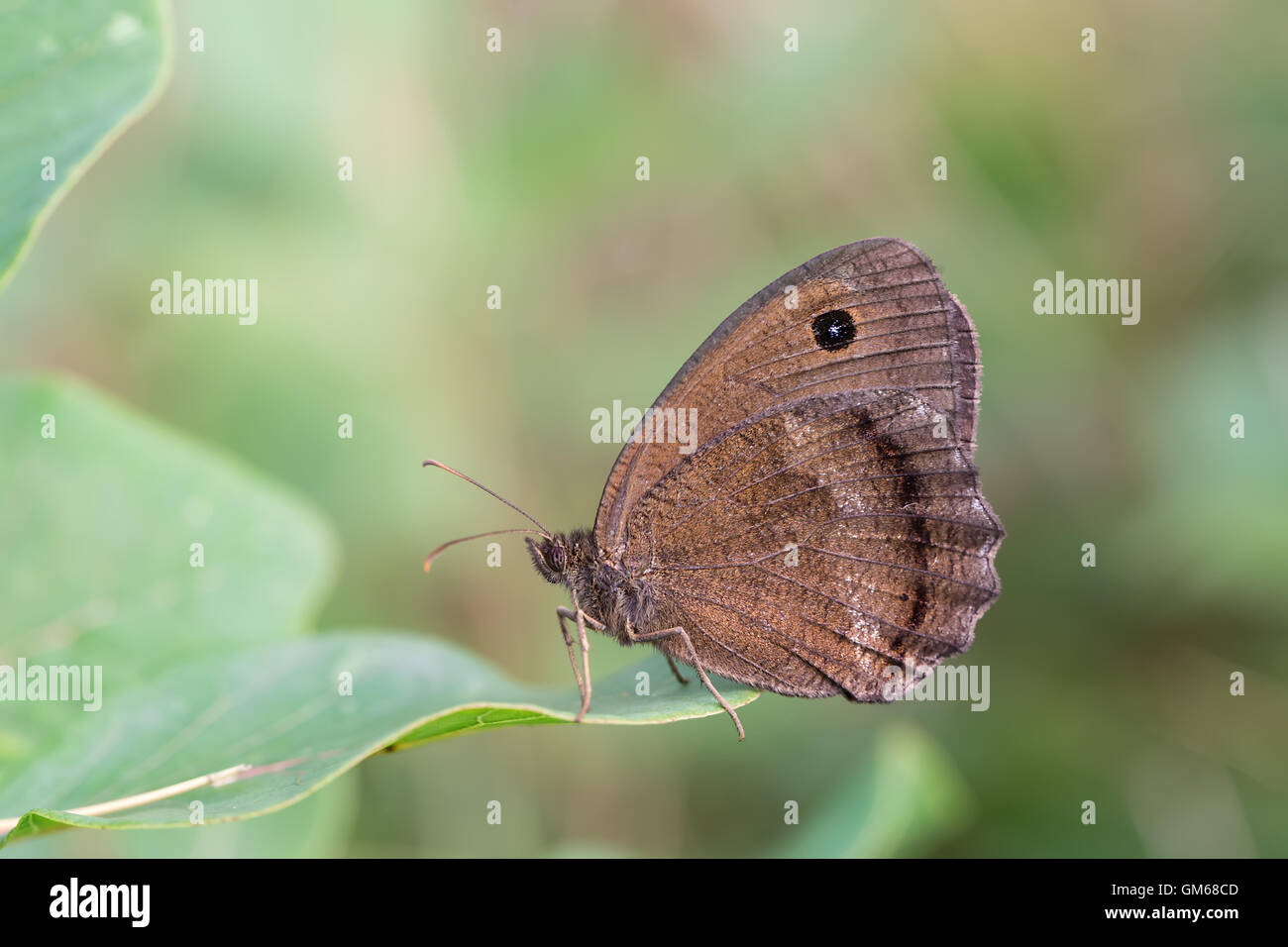 White dryas dryad hi-res stock photography and images - Alamy