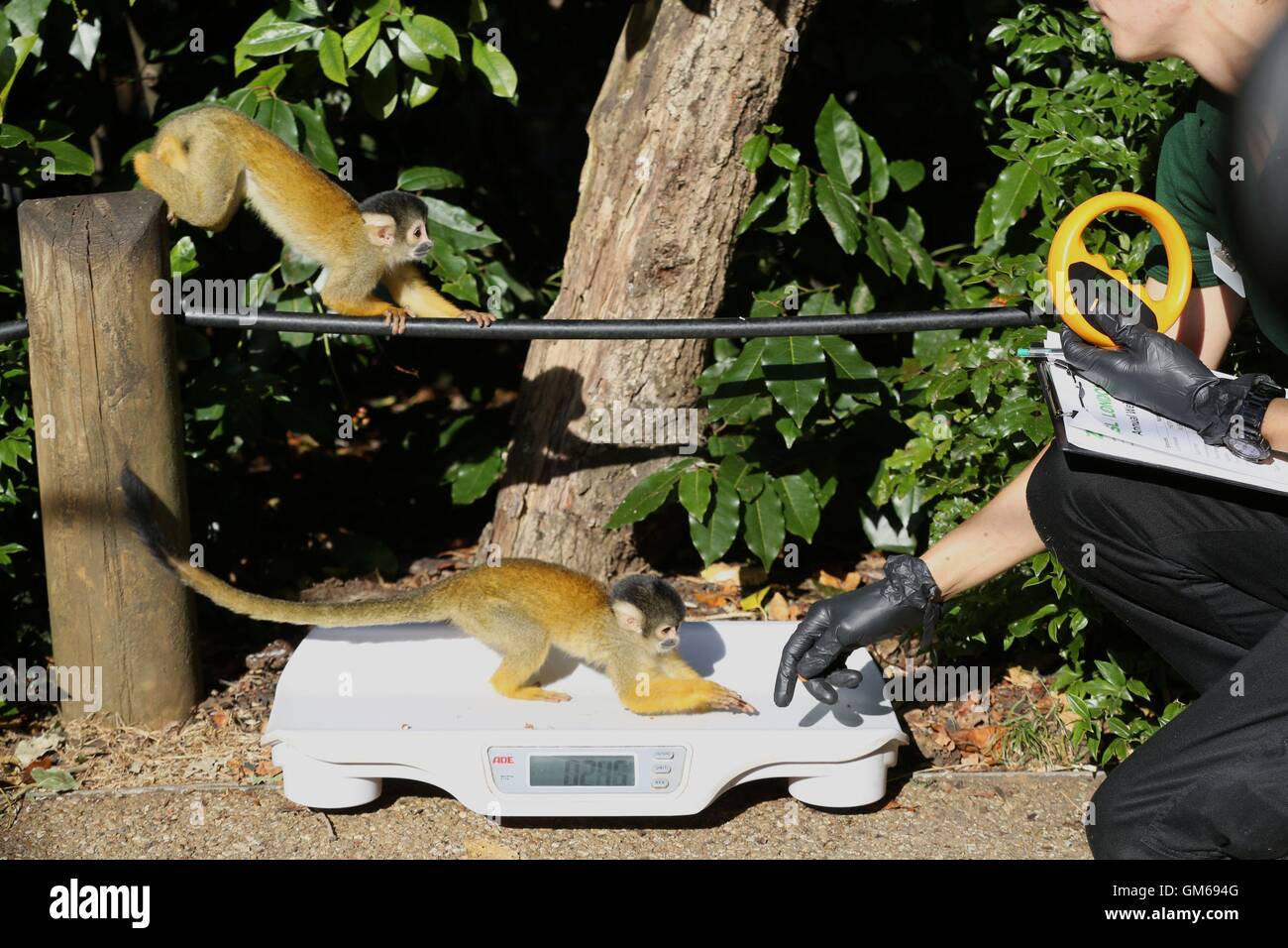 Squirrel monkey Ubi at the annual at ZSL London Zoo weigh-in where ...