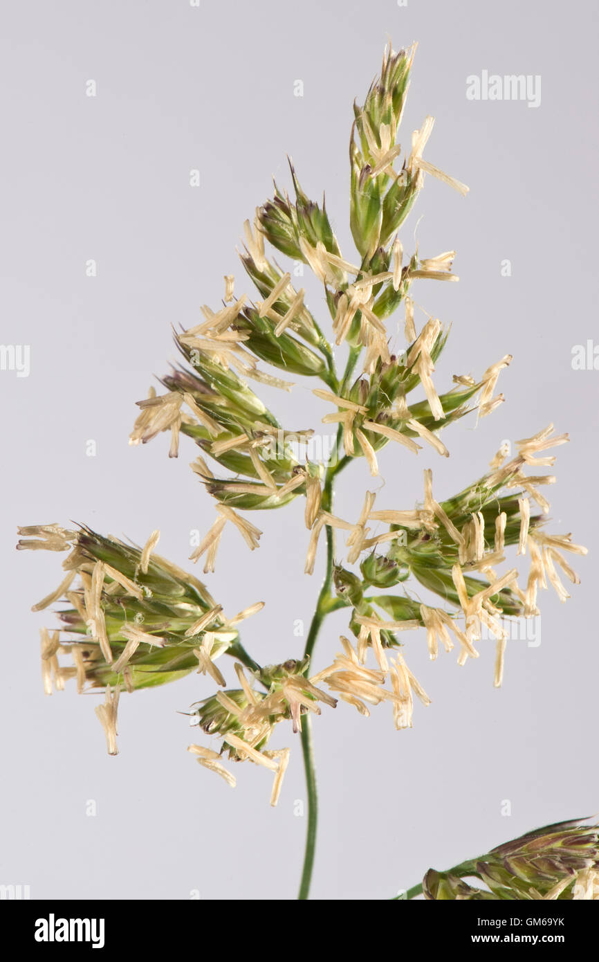 Cocksfoot hi-res stock photography and images - Alamy